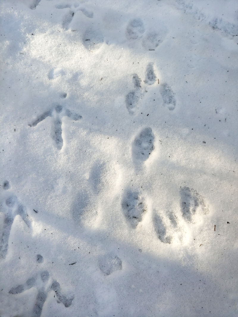 Identifying Predator Prints in the Snow - Fresh Eggs Daily® with Lisa ...