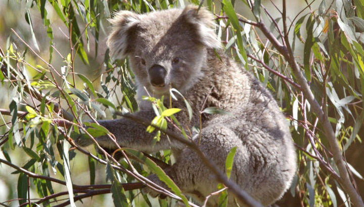 Disappearing species of animals can save fecal transplantation