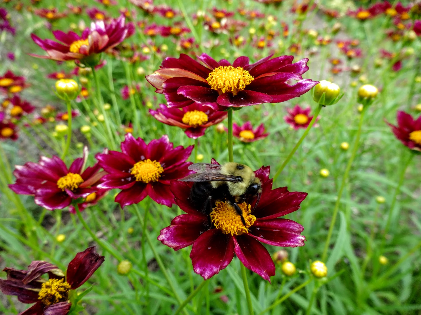 Love, Joy and Peas: Coreopsis, Zinnia, Hydrangea, Dahlia and Golden ...