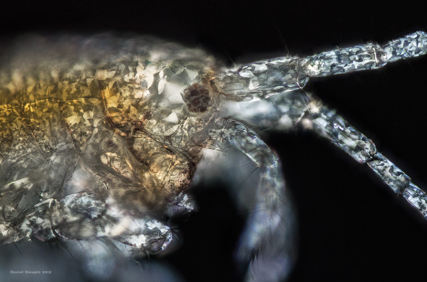 Microworlds: Polarized light vision and marine crustaceans