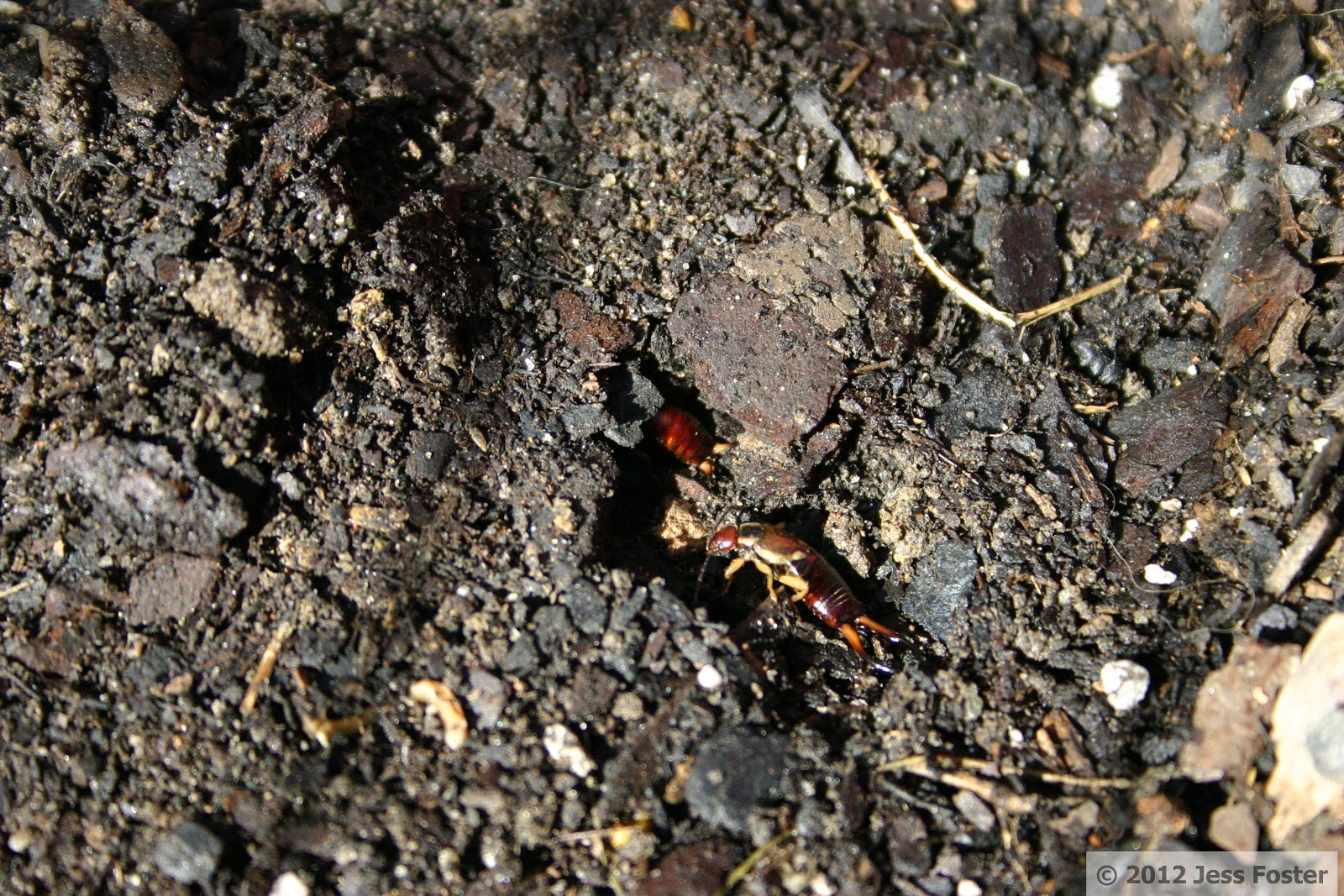 Sluggin' Along: Earwig Nest?
