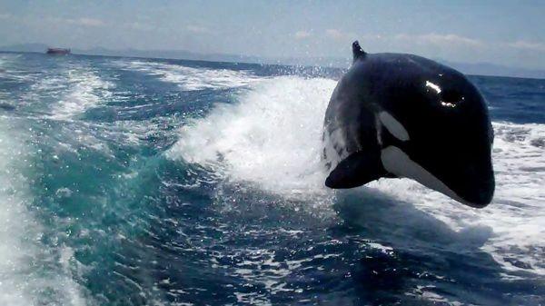 White Wolf : 'Whale' of a tale: Couple captures incredible video of ...