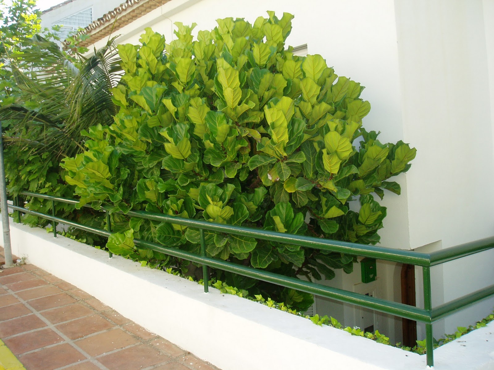 ÁRBOL LIRA: Ficus lyrata | Plantas rioMoros