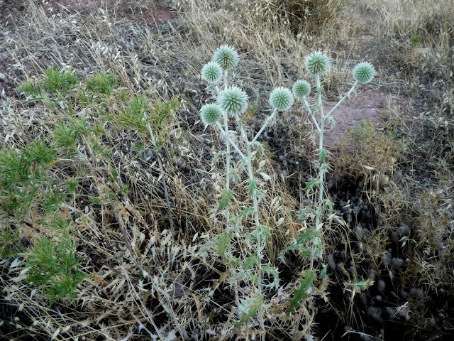 r o b i n 's y a r d: Echinops sphaerocephalus