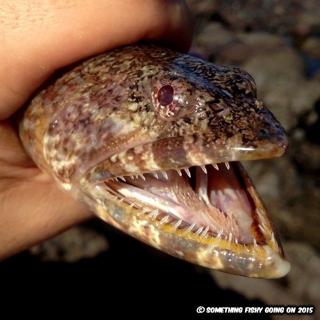 Something Fishy Going On: Species I caught in 2019.