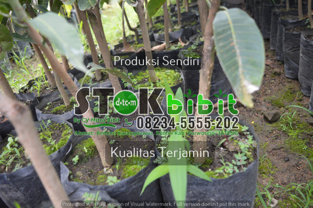 Ki hujan atau Trembesi pohon trembesi besar - bibit mangga di majalengka
