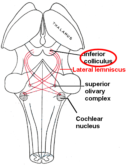 Sistemas Sensoriales