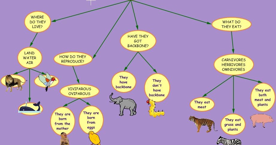 ANIMALS AROUND US: MAPA CONCEPTUAL