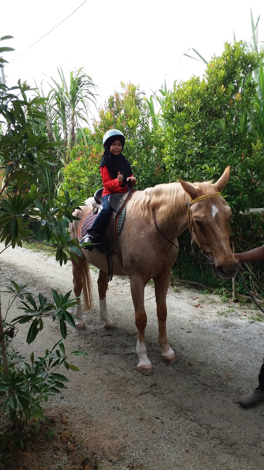 Aktiviti Naik Kuda Di Countryside Stables, Balik Pulau. Antara Tempat ...