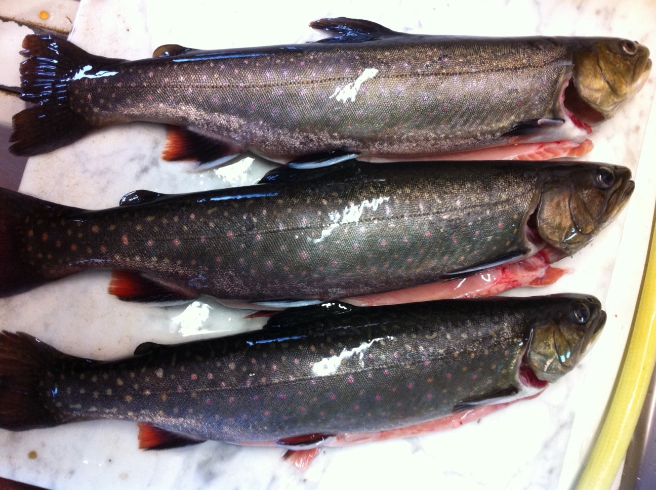 Forellengrund Helm - fangfrische - geräucherte Forellen - Saiblinge aus ...