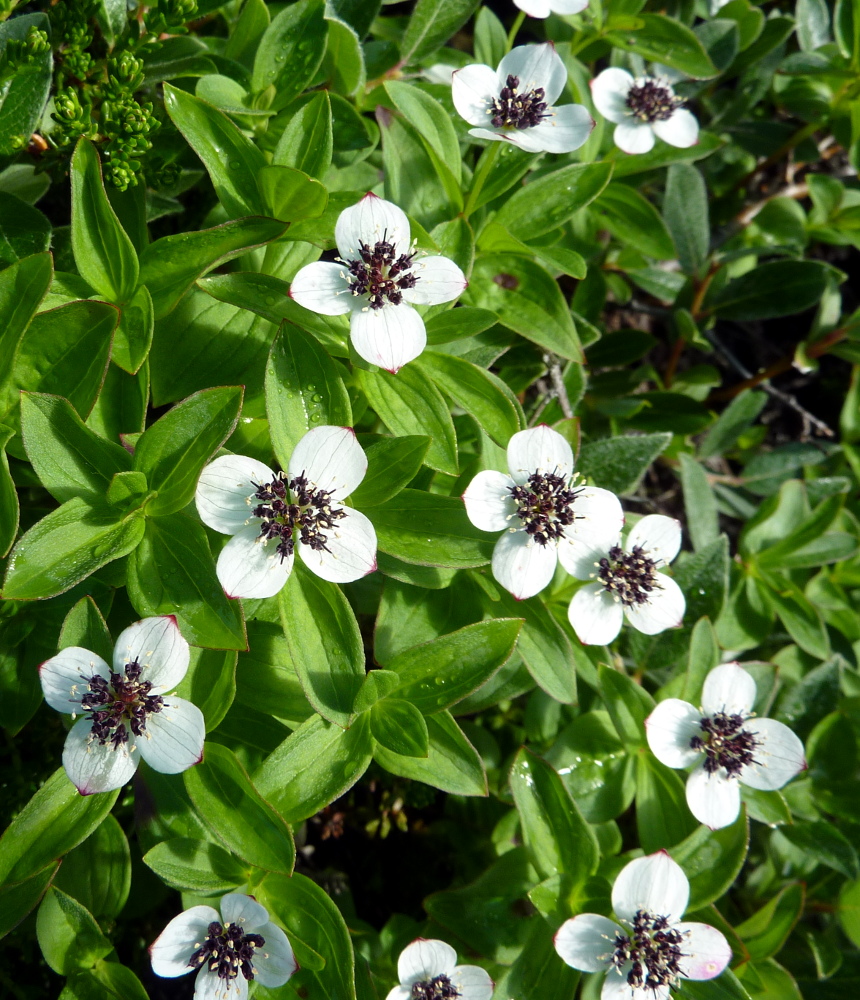 Another Side of this Life: Arctic Journey: Atammik and Fjords