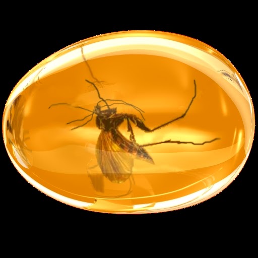 Harga Jenis Batu Akik Amber Asli | WCR INDONESIA