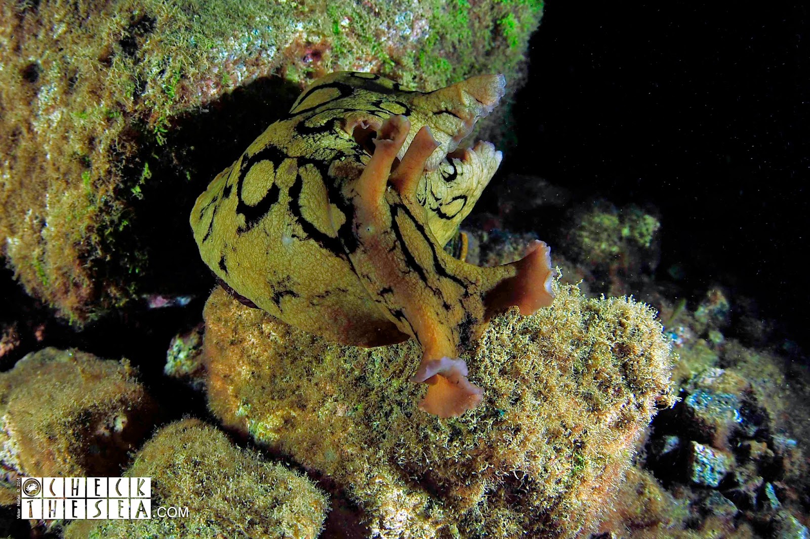 Check the Sea. Web de buceo y fotografía submarina de las Islas ...