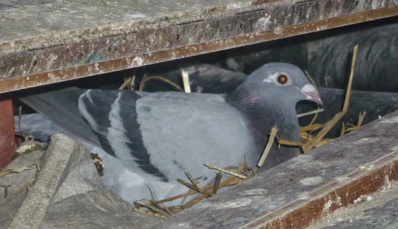 Dorikult: Neues aus dem Taubenschlag