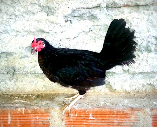 Gallinos de pelea - Imagui