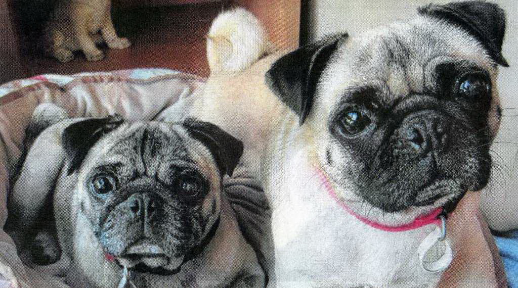 K R U H Y: Populárne druhy psov V.