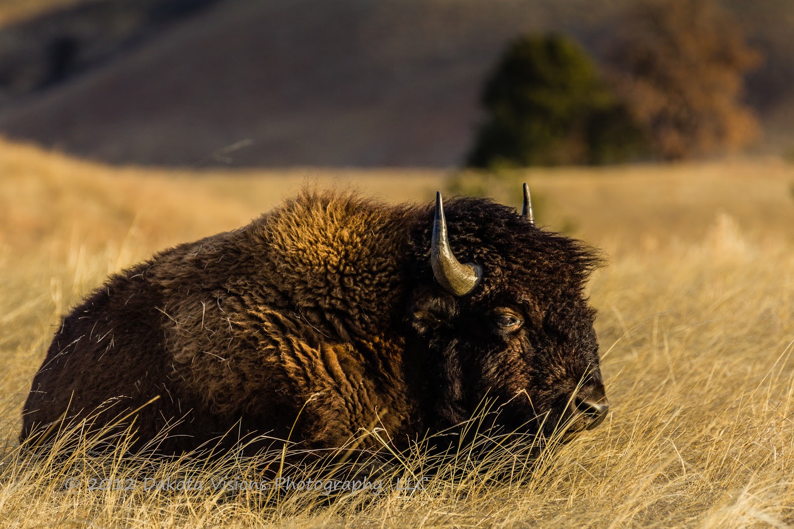 See You Behind the Lens... : Wind Cave National Park Bison