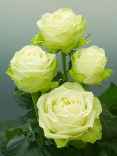 Allinallwalls : Most beautiful green roses in the world, green flowers ...