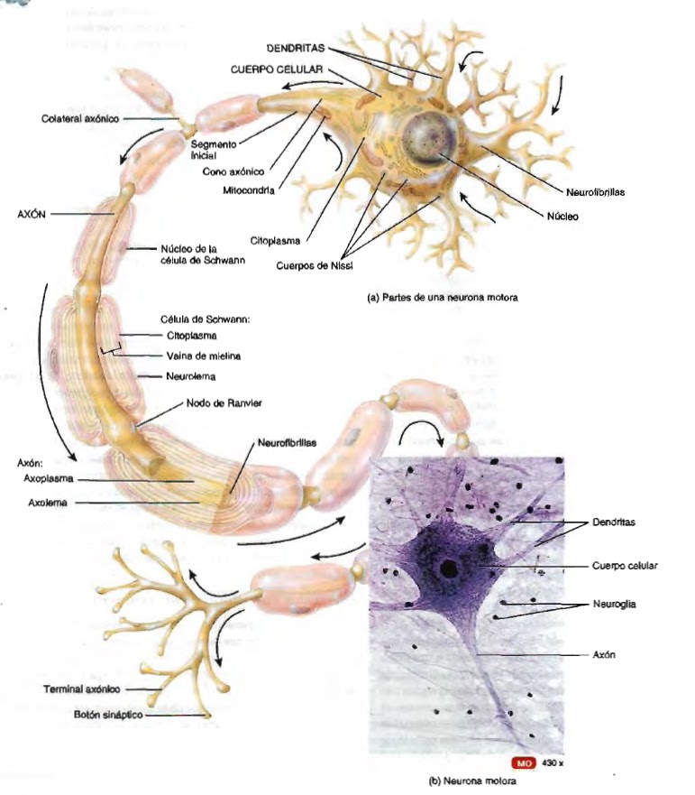 Biología: Sistema Nervioso