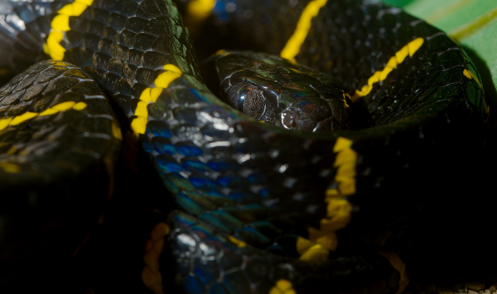Real Monstrosities: Mangrove Cat Snake
