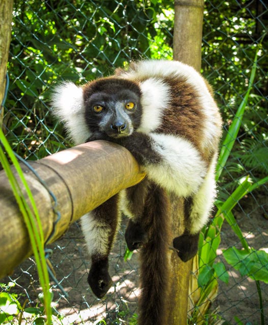 1 of 7: FUNNY MONDAY: LEMURS HAVE IT TOUGH