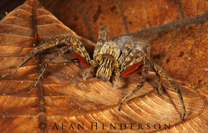 Minibeast Wildlife - Rainforest Encounters: Costa Rica Day 11 ...