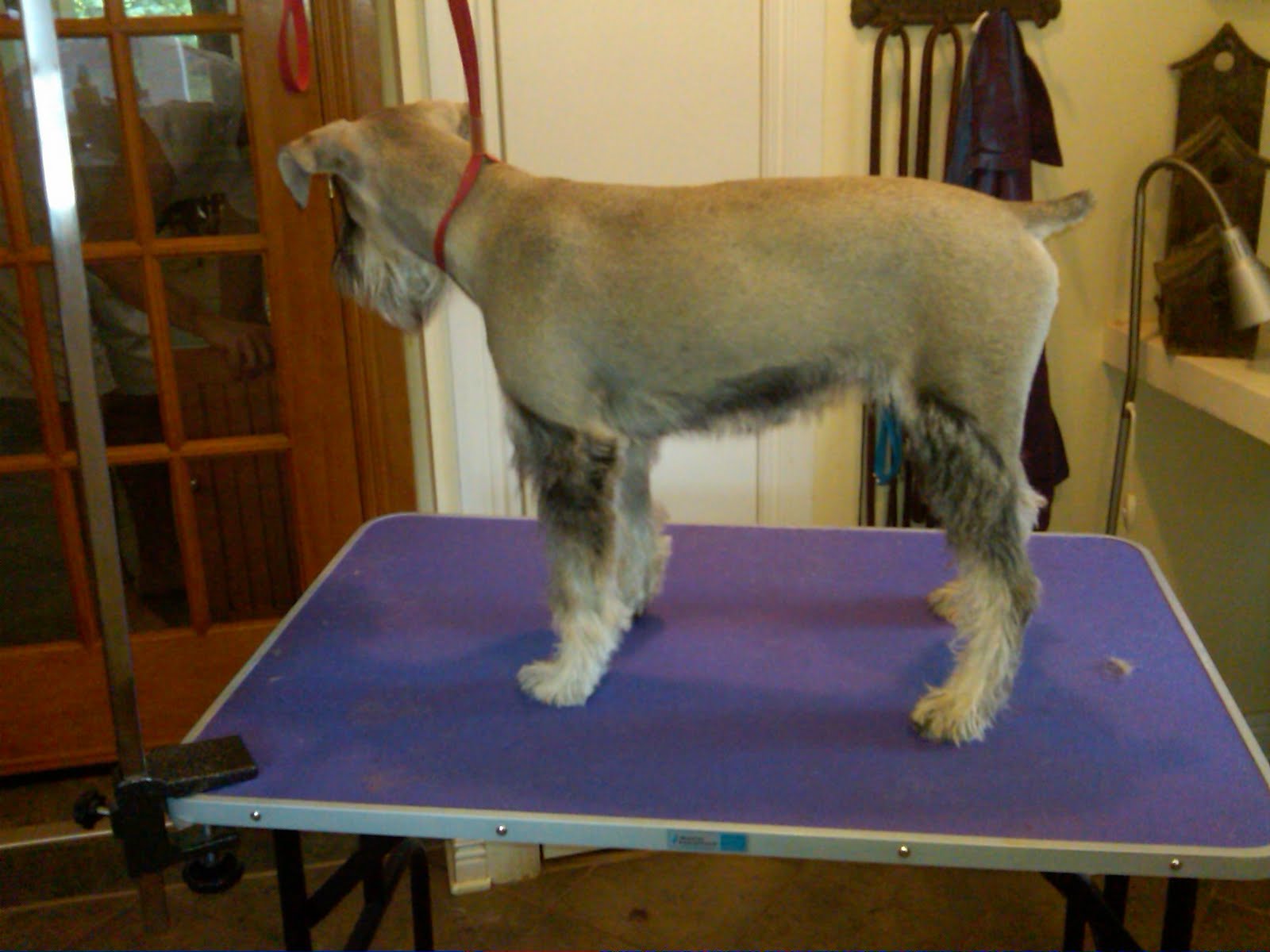 Standard Schnauzers in Virginia: Max's first hair cut!