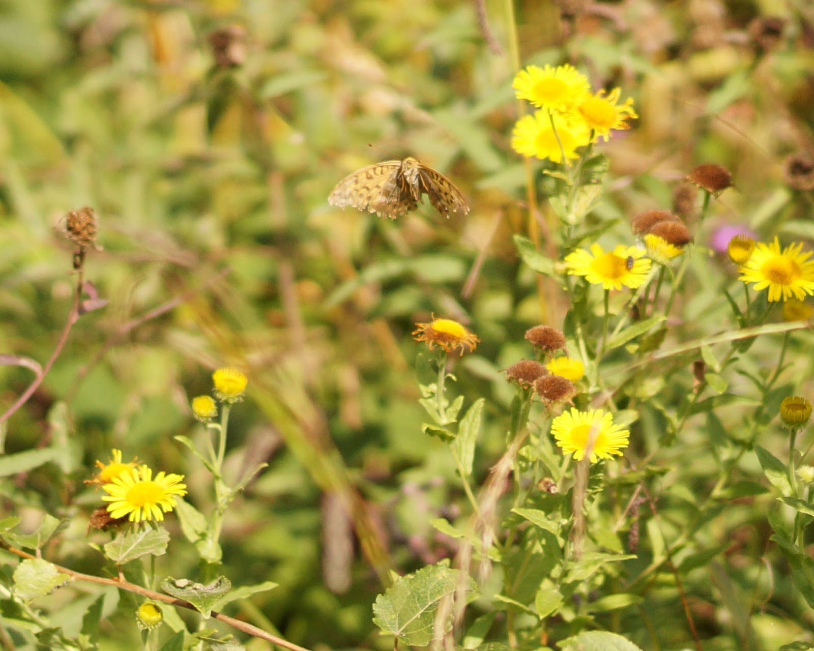 August butterfly spotting in Norfolk - Sophie in the Sticks