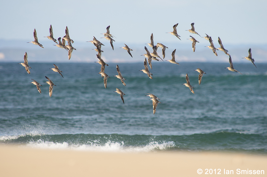 A passion for birds...: Bar-tailed Godwits back at Ocean Grove