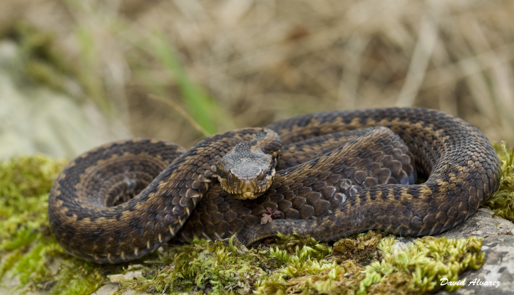 Naturaleza Cantábrica: Tarde de víboras