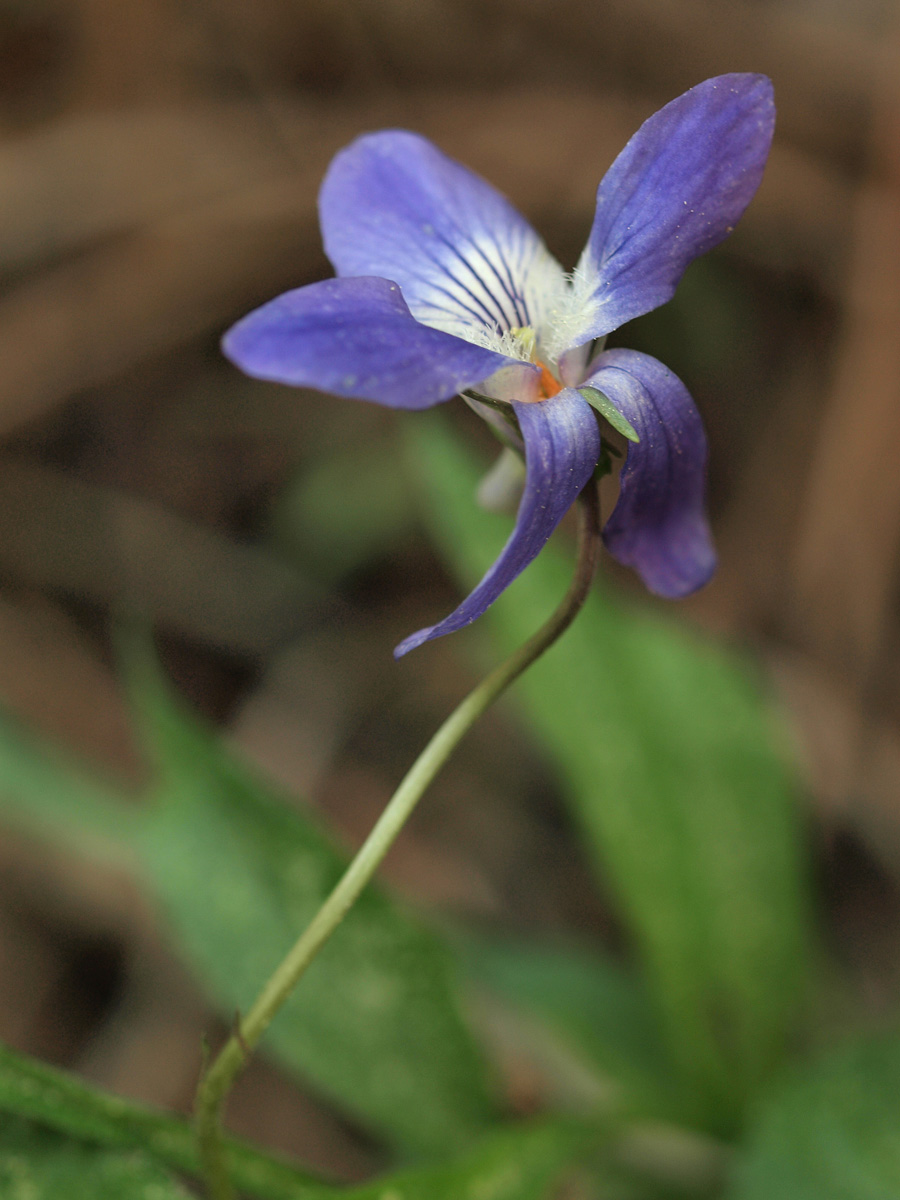 Vinoteca andarina: Salida día 14 de Mayo: Piedra Sillada