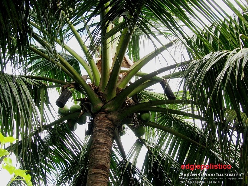 Philippine Food Illustrated: tuba (red coconut wine)