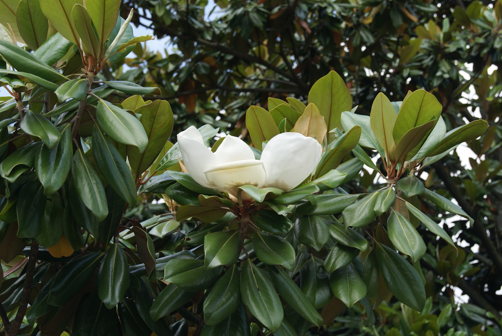 subjectiveday: Our native Magnolias