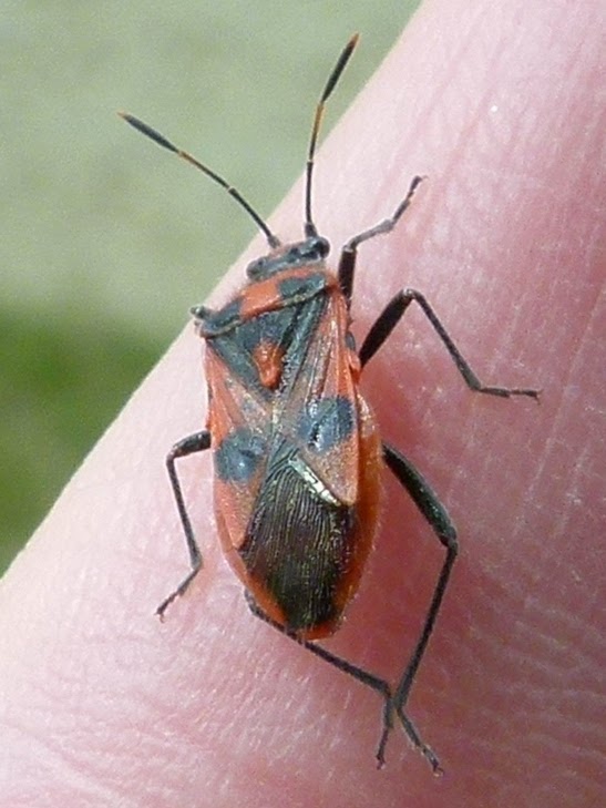 Faune Flore d'Ul: Punaises- Hétéroptères