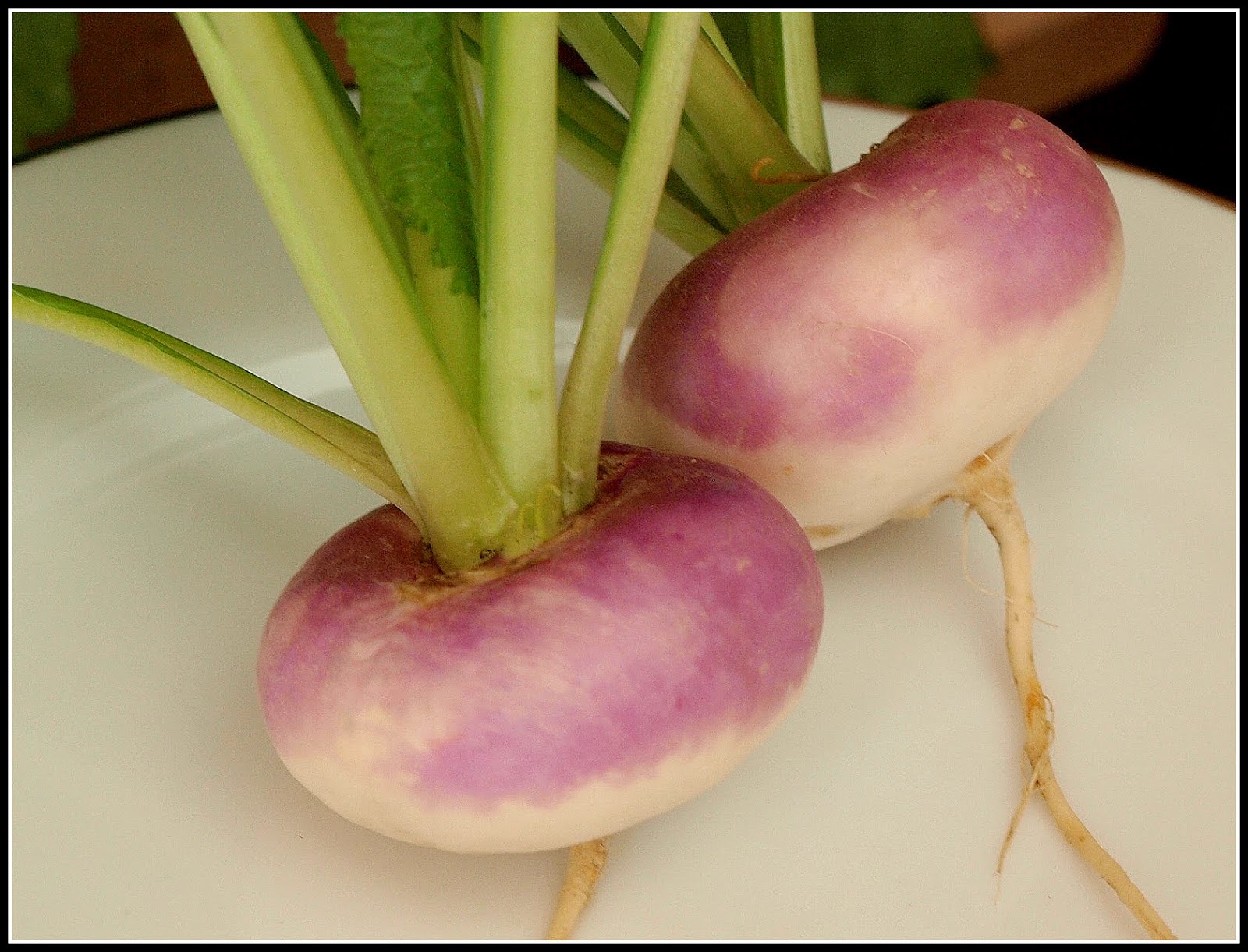 Mark's Veg Plot: Harvest Monday - Turnip "Atlantic" etc...