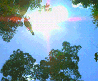 Cekibar, Kadal yang Mahir Terbang Layang | RE Tawon