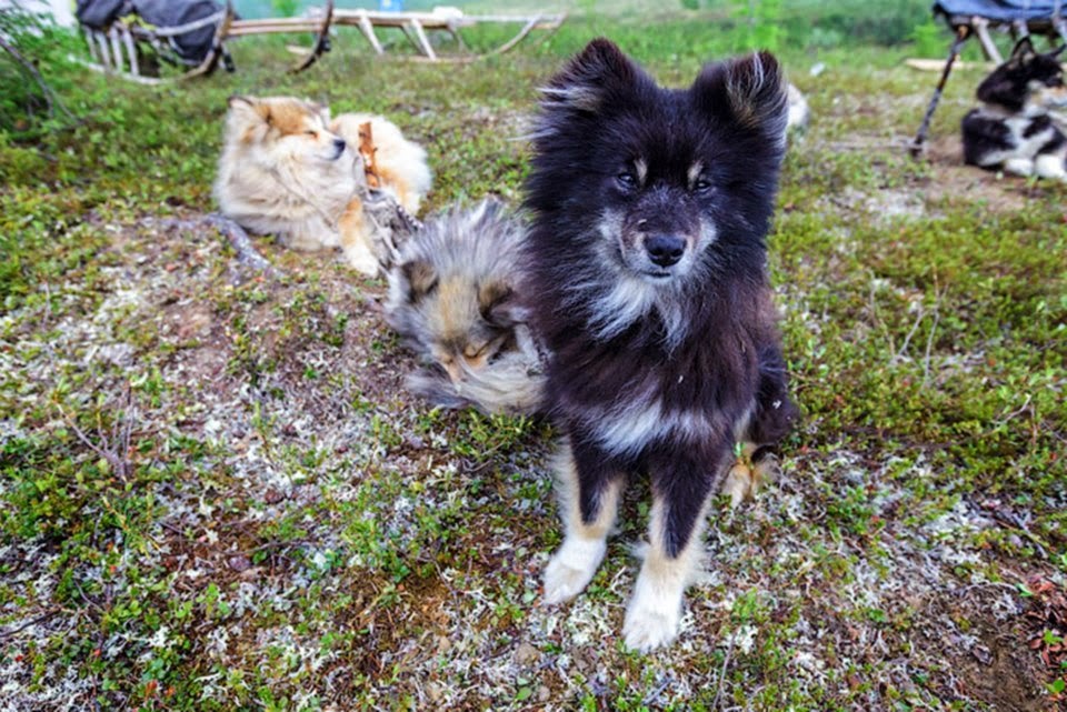 Türk Toplulukları Tarihi: Selkuplar - Szölkupok - Selkup people - Селькупы