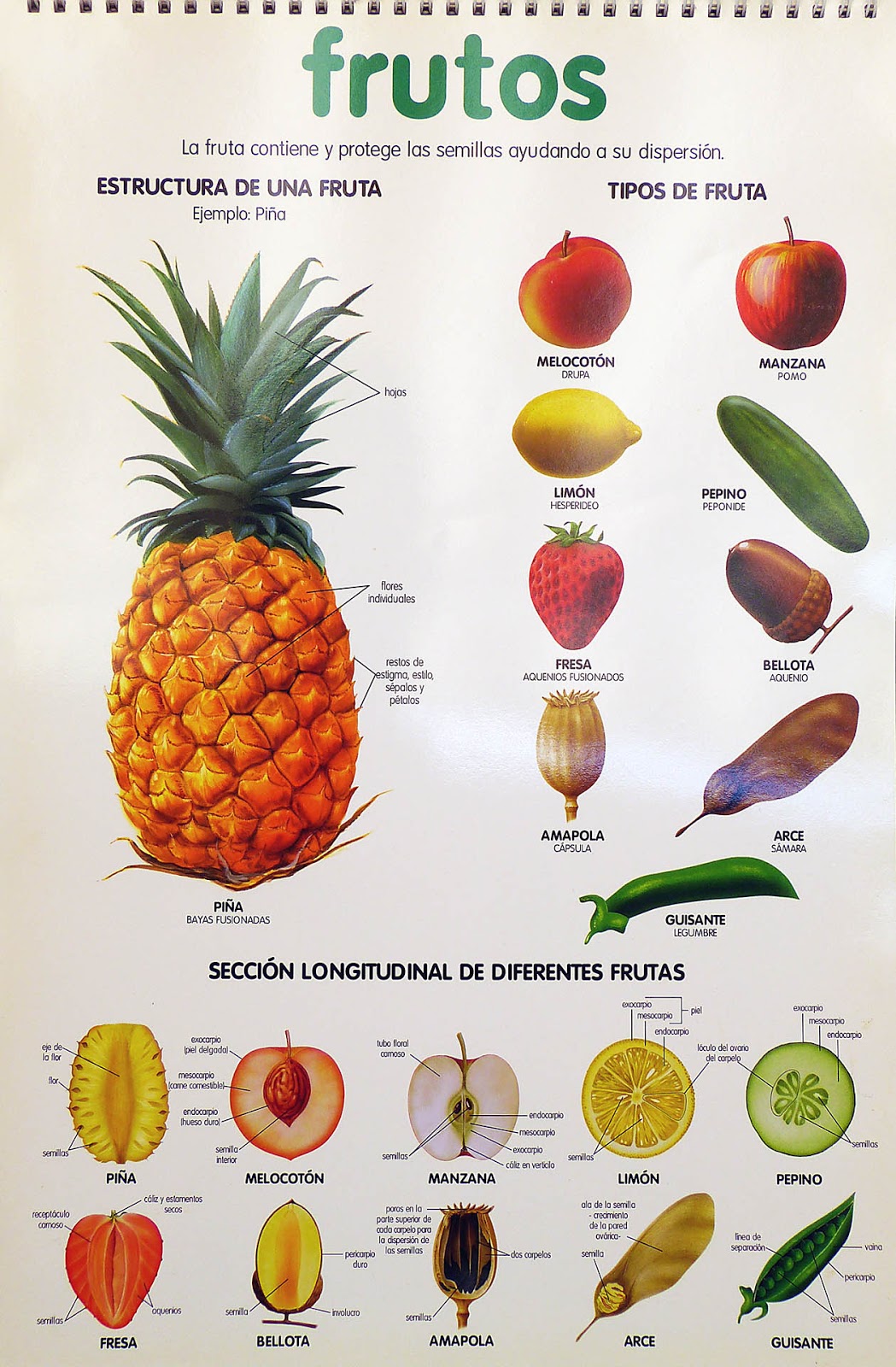 Entusiasco: Láminas De Frutos Y Frutas 2