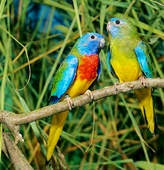 aviarioalbeos: Neophema