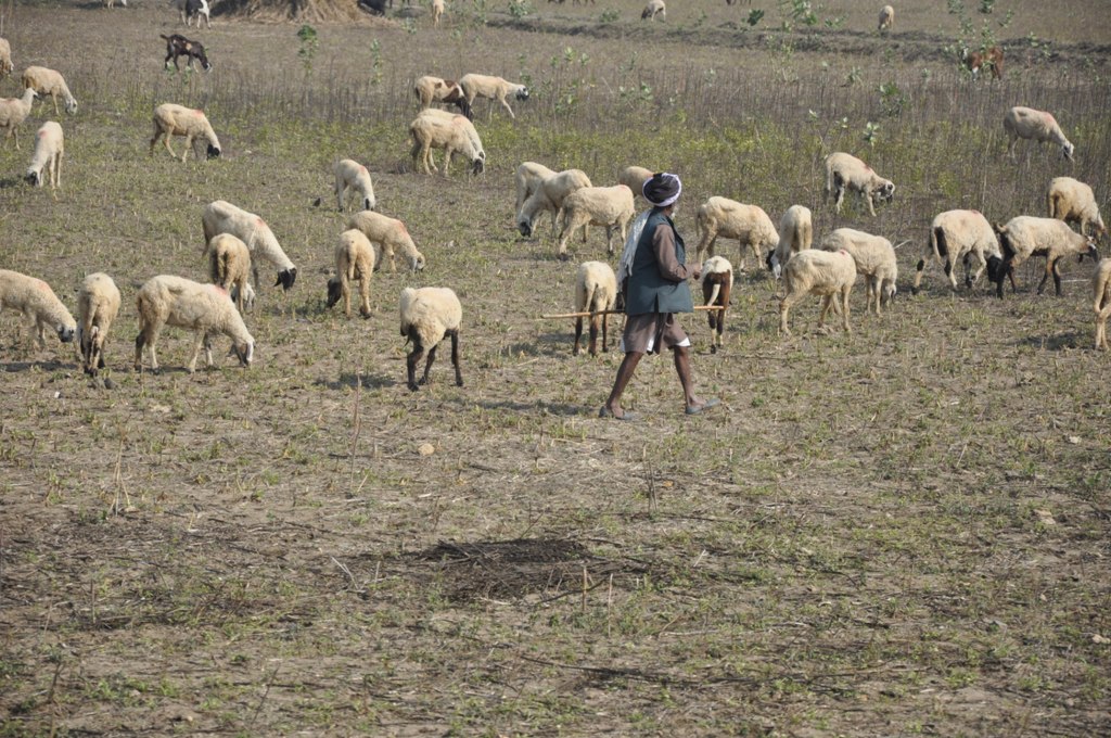 A Tapestry of Pictures: Northern Indian Countryside