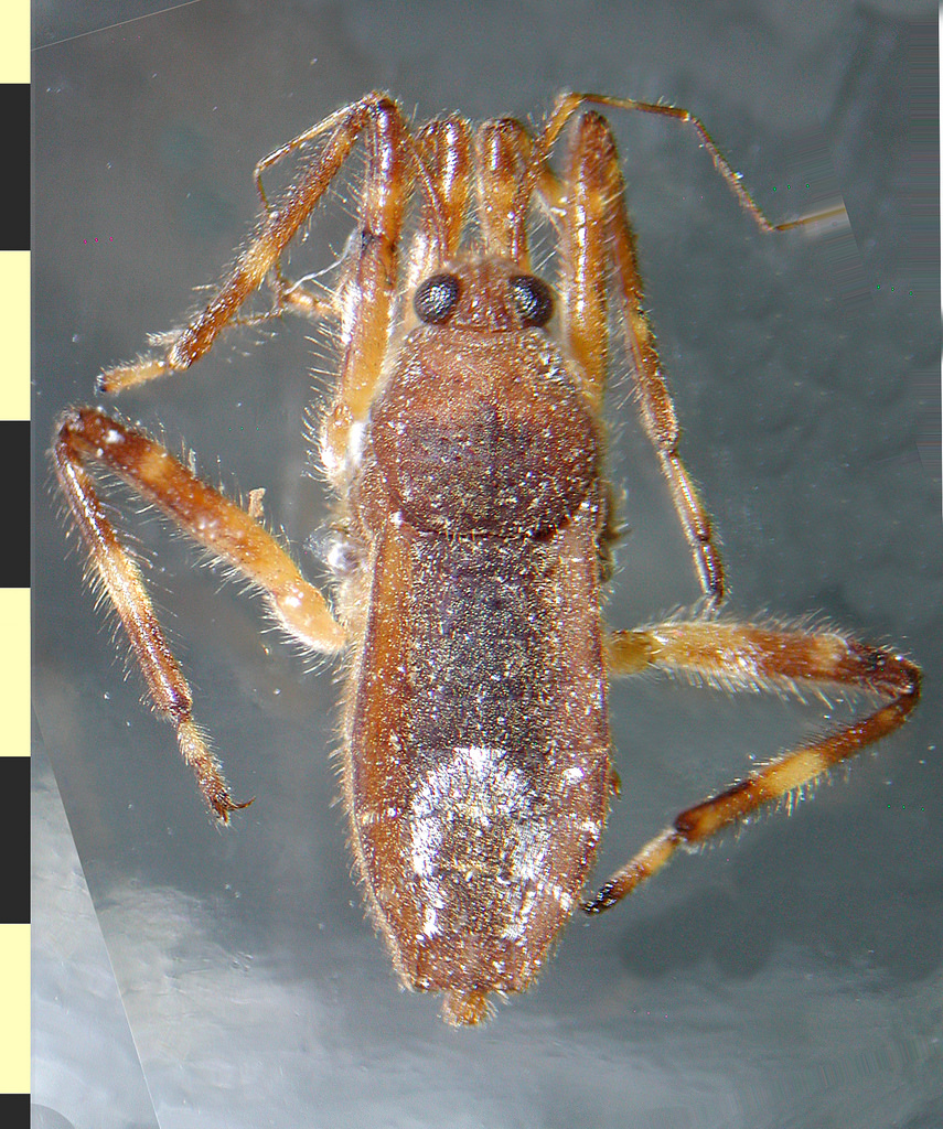 INSECTOS DE P.R. In Memoriam Dr Luis F Martorell y Dr Alain Liogier ,DR ...