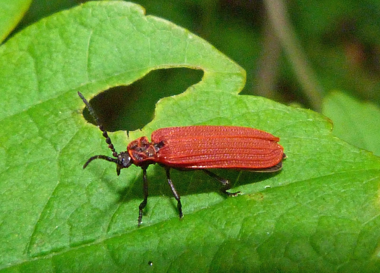 Insects of Scotland: Other Beetles