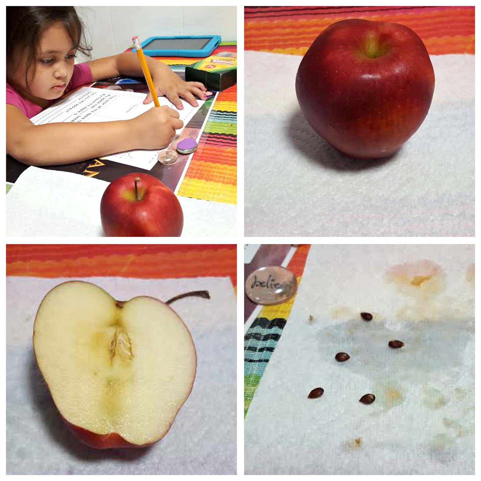 Punk Rock Parents: Homeschool Week 5: Apple Dissection and Colorful ...