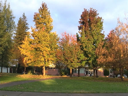 Plantas y Flores, plantas especies : Especies de Árboles