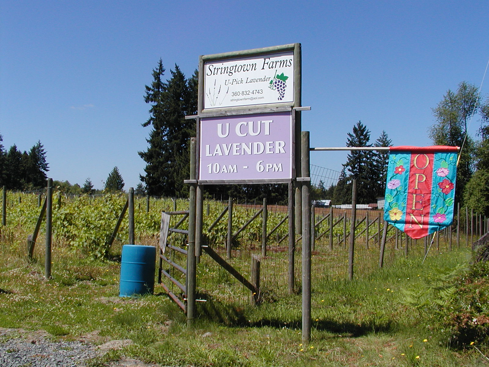 Visiting a few Lavender Farms in Washington