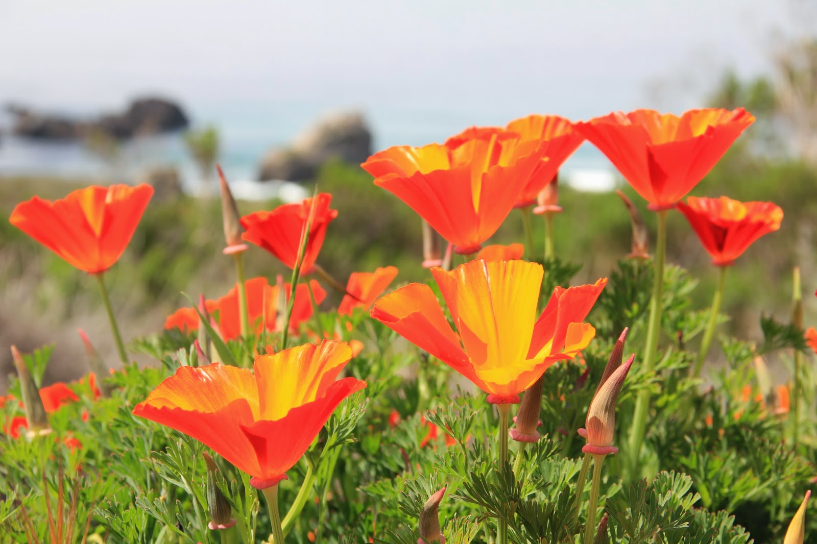 H*Mac: my photographic journal: Poppies Will Put Them to Sleep