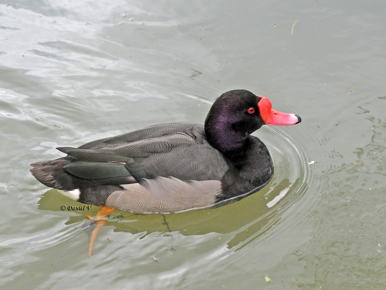 Les oiseaux du 27: La nette à bec rosé, Netta peposaca