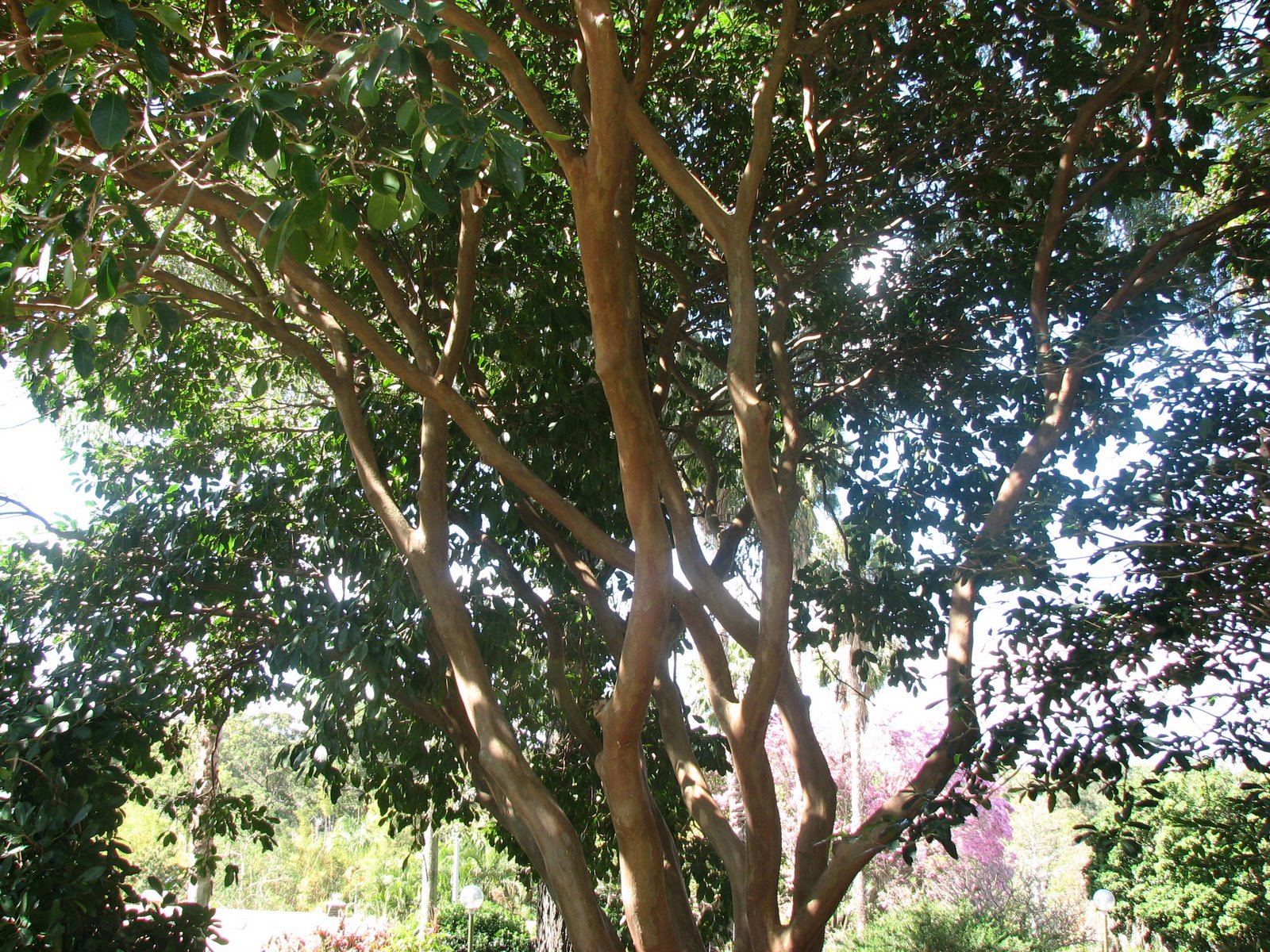 Plant Photography: Strawberry Guava Psidium cattleianum Canopy & Trunk
