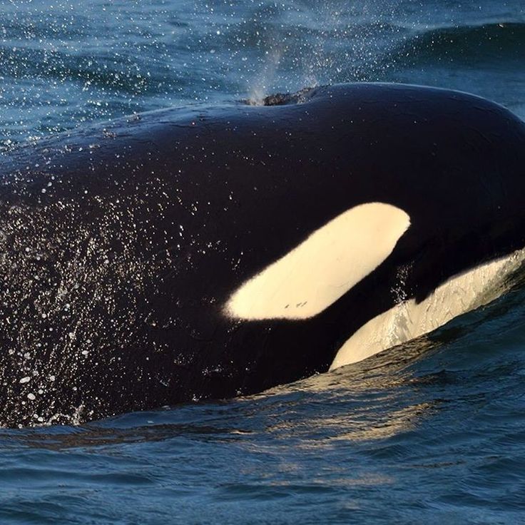 El alucinante mundo marino: Orca (Orcinus orca) | “Killer whale”