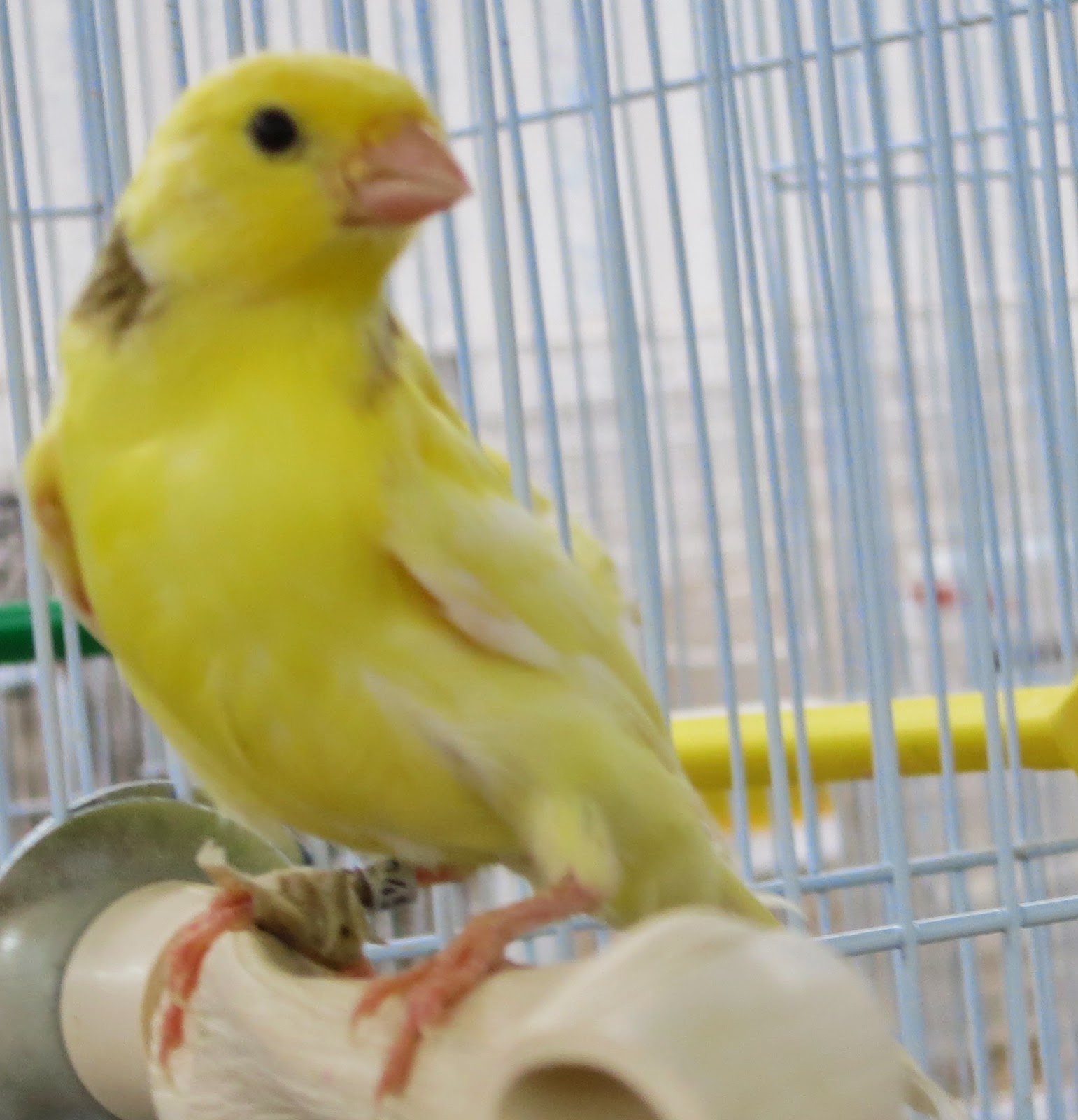 Canary Tales: Troubleshooting Youngsters - Part 3 - Undershot "Slipped ...